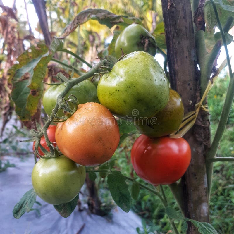Tomato fruit plants stock photo. Image of tree, tomato - 361091098