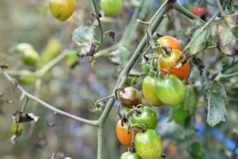 Tomato Fruit on Production Field Stock Photo - Image of cherry, crop ...