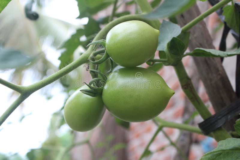 Tomato Fruit is Still Small and Green, the Sign is Still Not Ripe Stock ...
