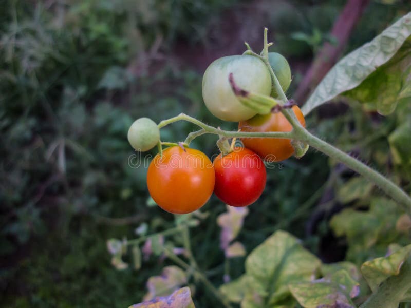 Tomato fruit stock image. Image of food, natural, bush - 63671351