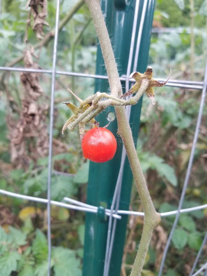 Tomato and Garden Fencing stock photo. Image of branch - 258094142