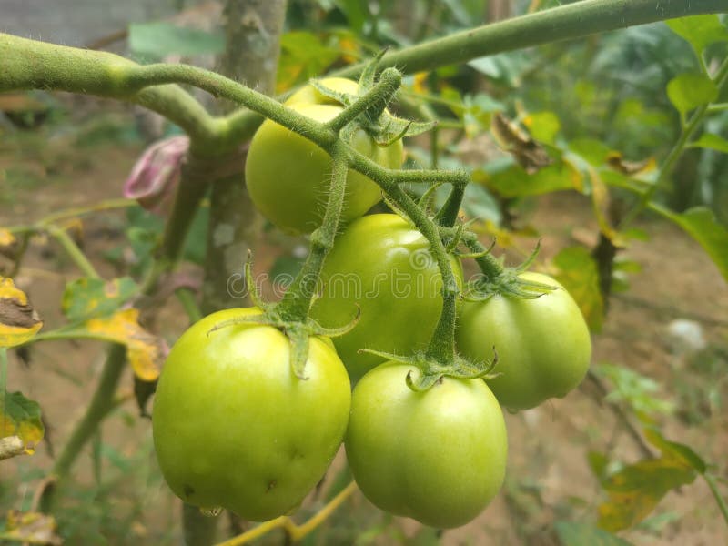 Tomato in Green Color stock image. Image of yellow, branch - 260690533