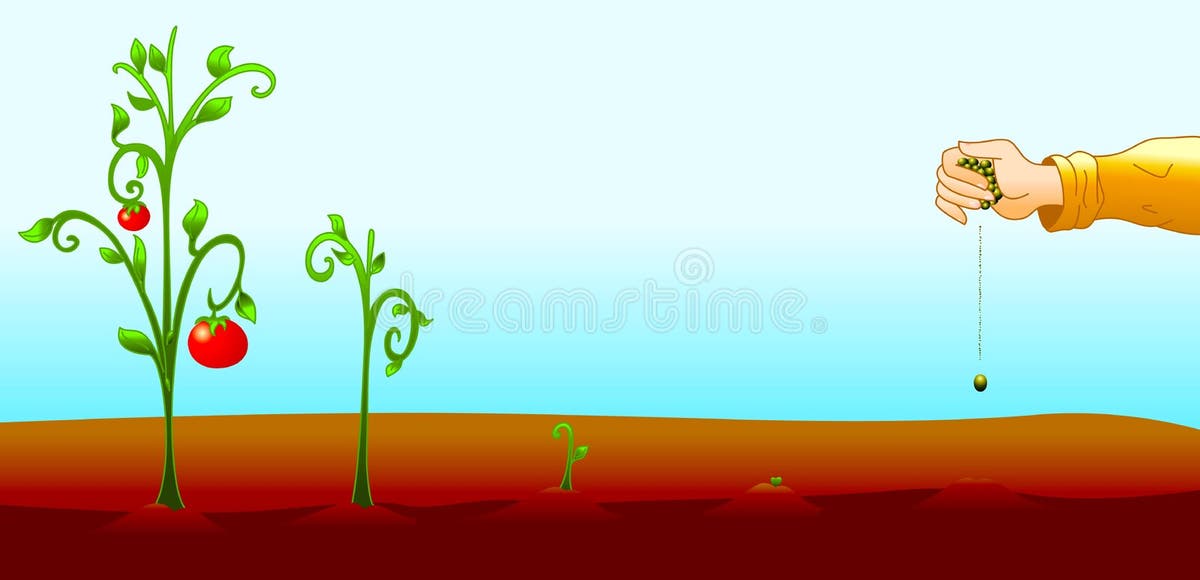 Tomatoes Plant Cartoon Stock Illustrations – 5,110 Tomatoes Plant ...