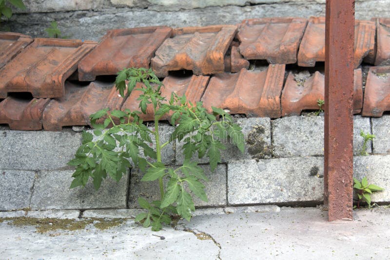 Tomato Growing from Asphalt Stock Photo - Image of outdoor, yard: 95728270