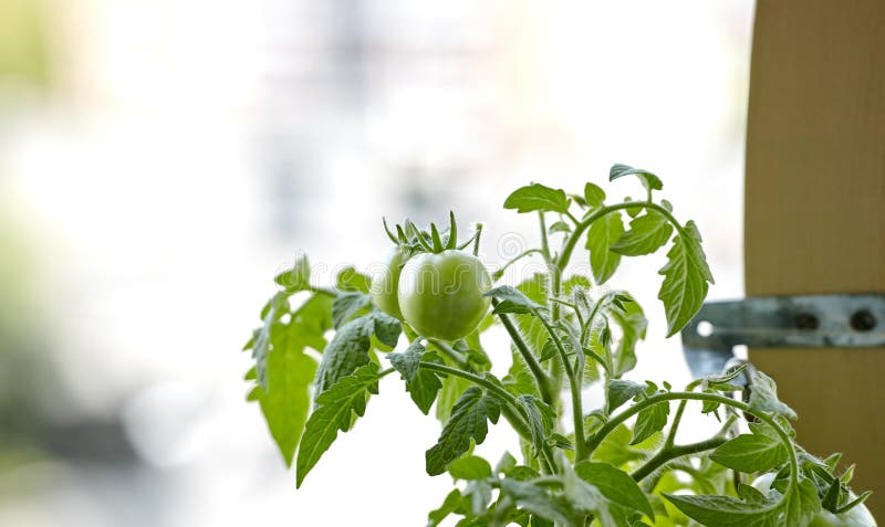 Tomato Grows in a Greenhouse Stock Photo - Image of season, closeup ...