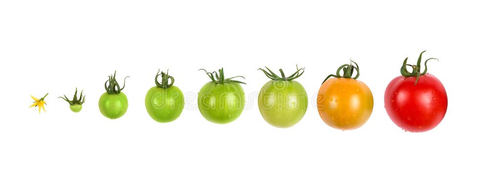 Tomato Growth Evolution Progress Set Isolated on White Background Stock ...