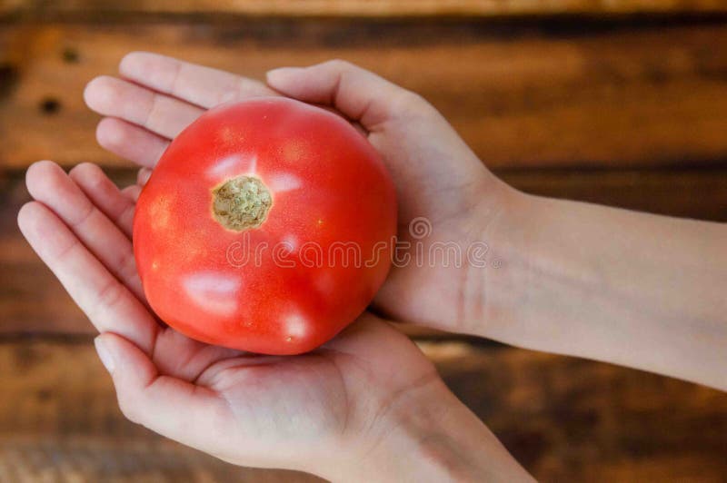 Tomato in hand stock image. Image of gardening, girl - 130222299