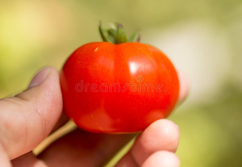 Tomato in the hand stock photo. Image of healthy, people - 106809270