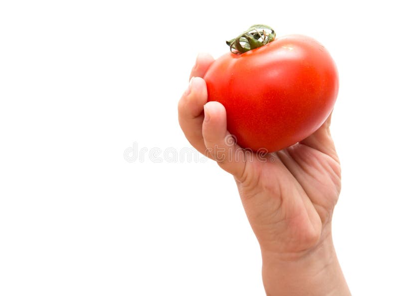 Tomato in Hand on a White Background Stock Image - Image of summer ...