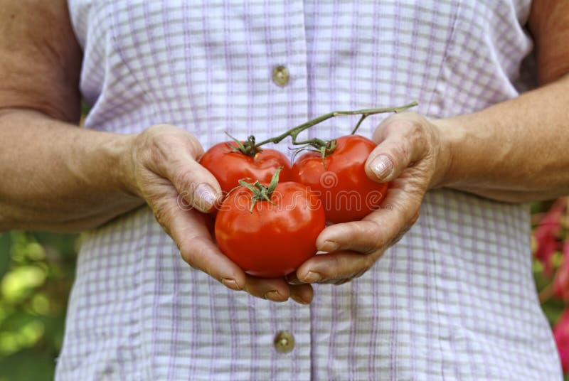 Tomato and hands stock photo. Image of vegetables, vitamins - 9418432