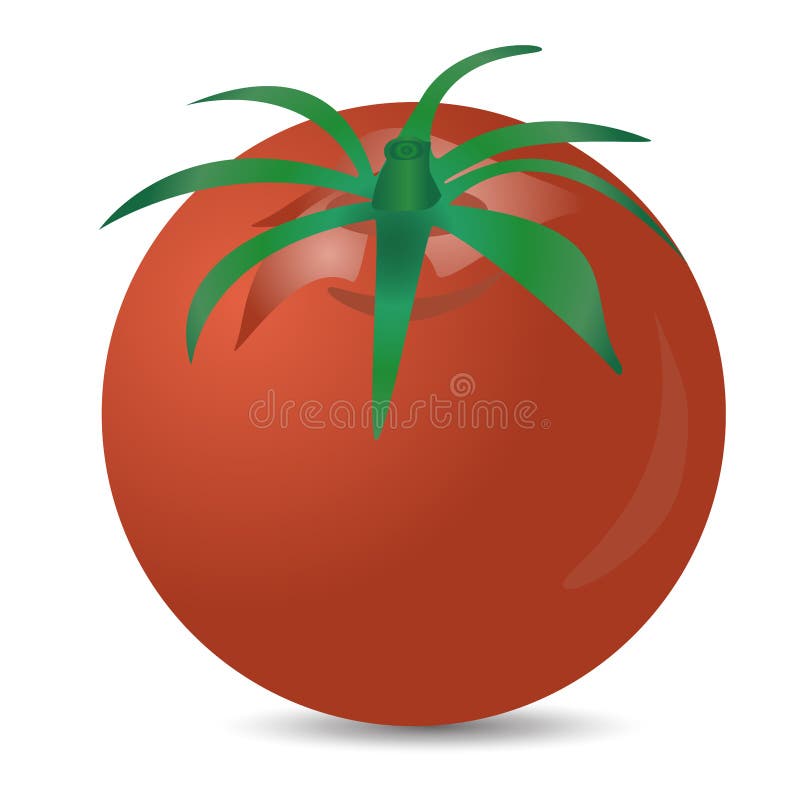 Tomato Isolated Single Simple Cartoon Illustration Stock Illustration ...