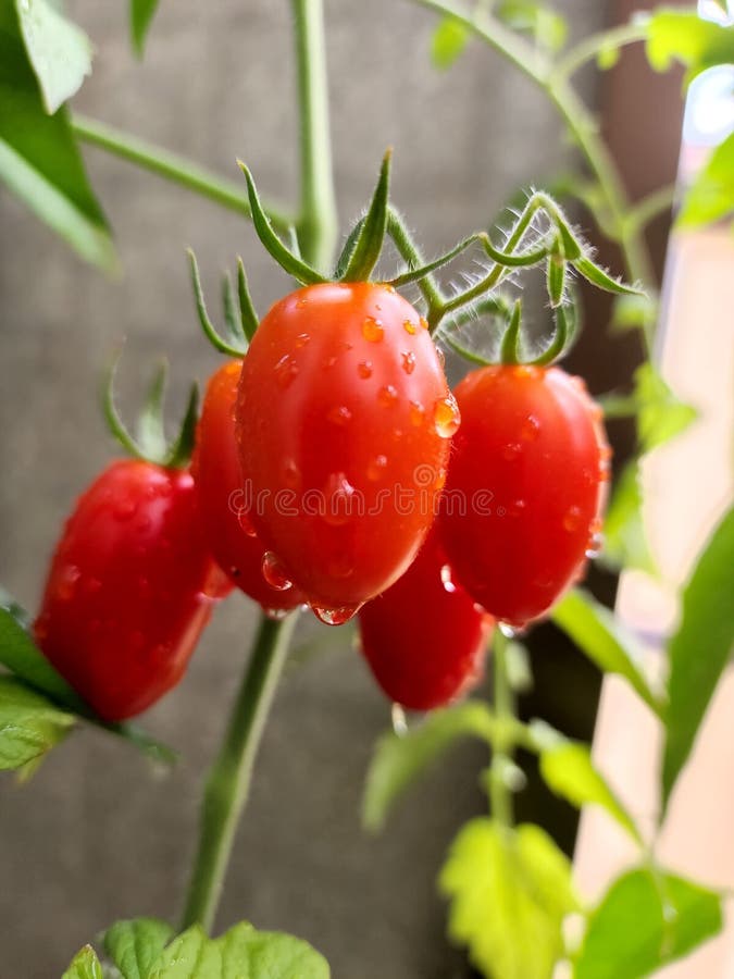 Jus Tomato Press Tomato Stock Photos - Free & Royalty-Free Stock Photos ...