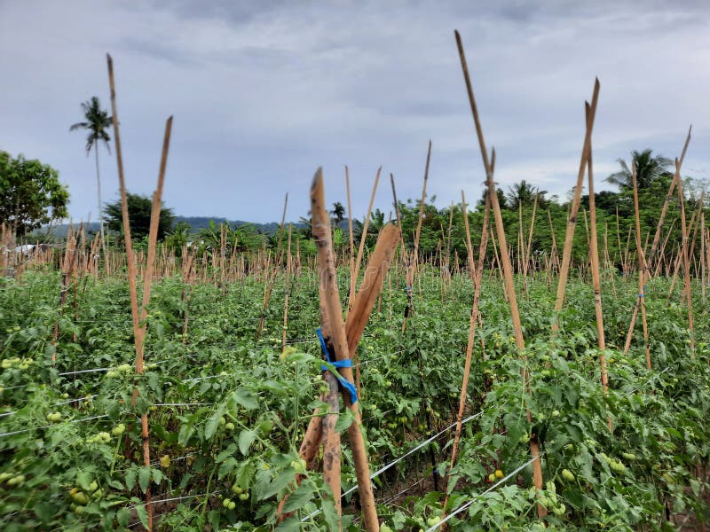Tomato, king, garden stock image. Image of jungle, crop - 267147049