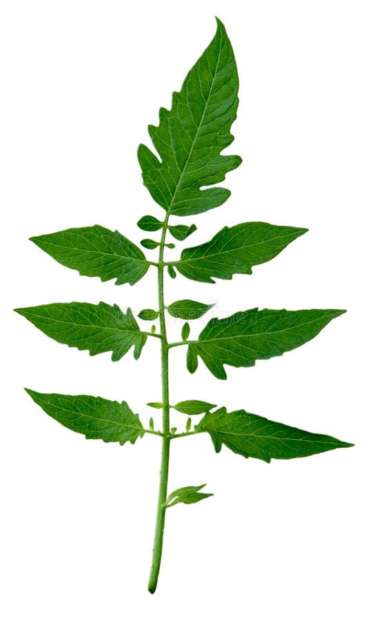 Tomato Leaf stock photo. Image of gardening, garden, photosynthesis ...