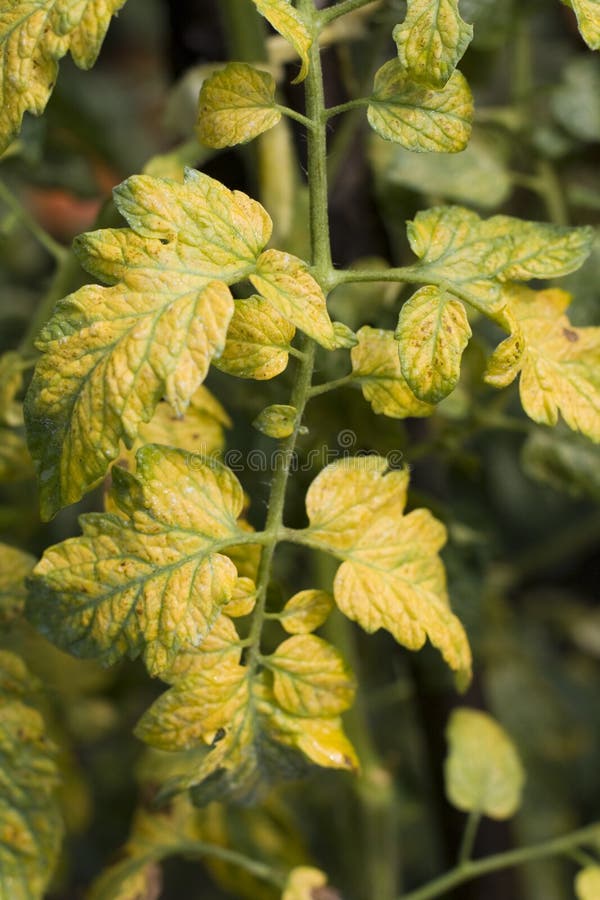 Tomato leaf stock image. Image of detail, plant, tomato - 33583091