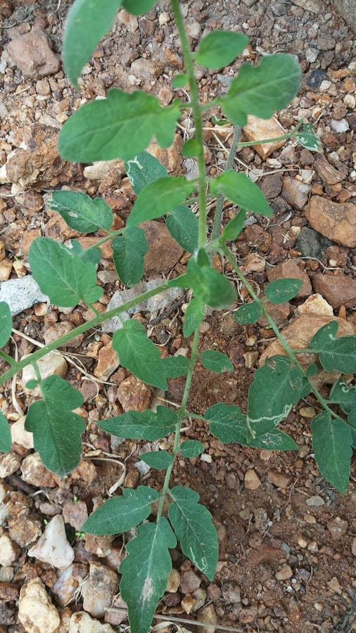 Grown Toma Leaf Stock Photos - Free & Royalty-Free Stock Photos from ...