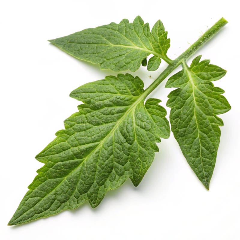 Tomato Leaf Isolated on White Background Stock Illustration ...