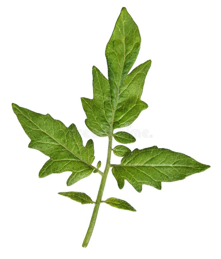 Tomato Leaf Isolated on a White Background Stock Image - Image of ...