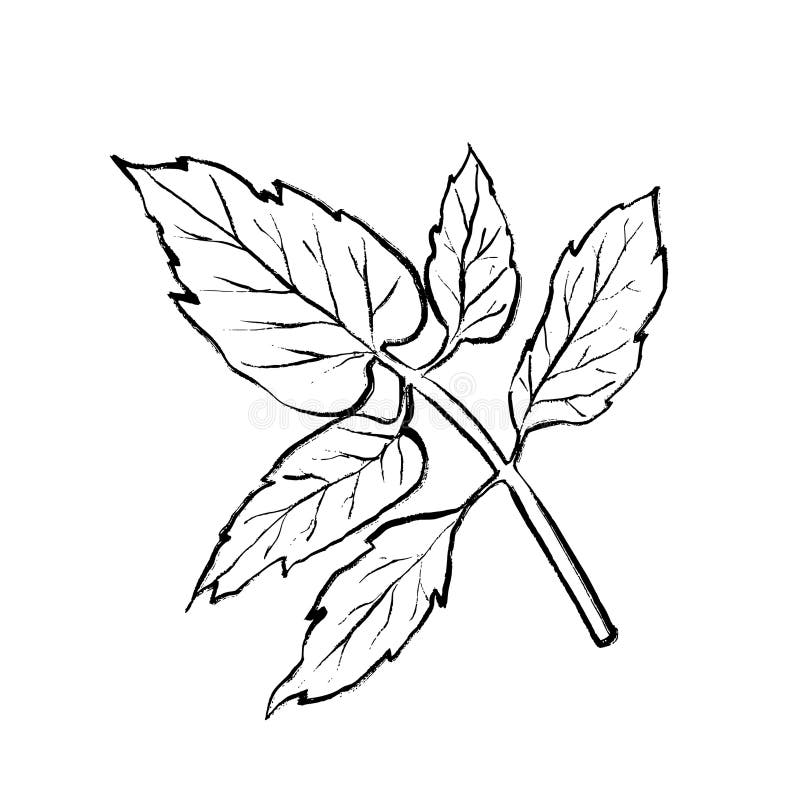 Tomato Leaf Vector Tomato Plant Illustration PNG, Vector, PSD, And