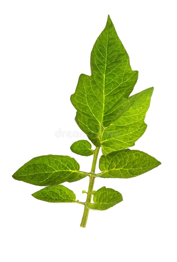 Tomato Leaf on White Background Stock Photo - Image of food, pointed ...