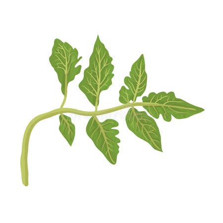 Tomato leaf, on white stock vector. Illustration of leaves - 55820810