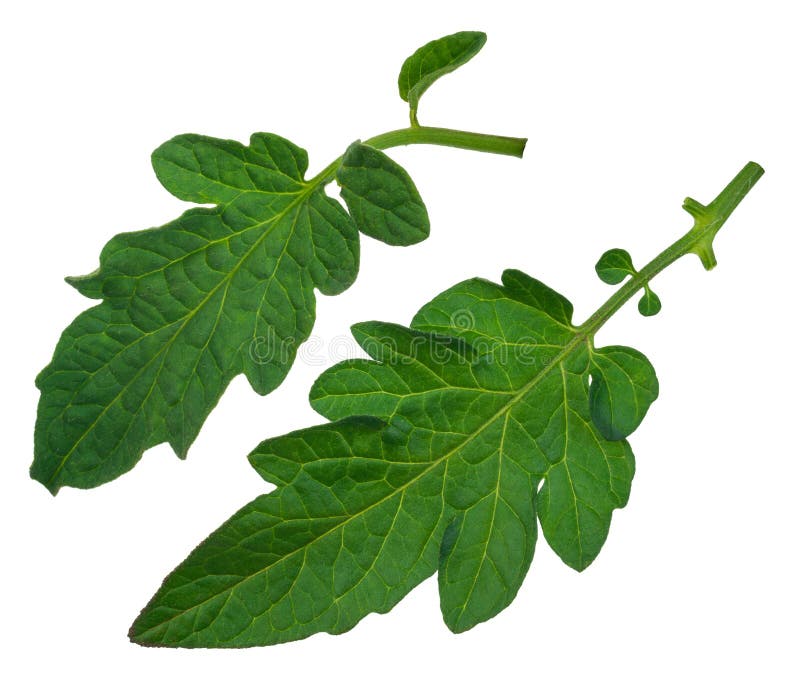 Tomato Plant Flower and Leaf Sprig Stock Image - Image of fresh ...