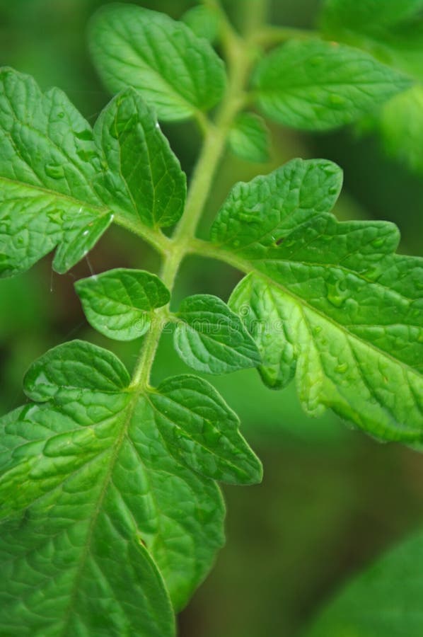 Tomato leaves stock image. Image of twig, environment - 26412043