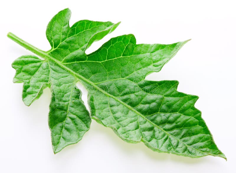 Tomato leaves isolated stock photo. Image of isolated - 125234540