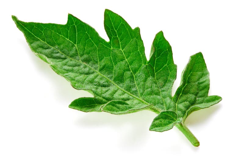 Tomato leaves isolated stock image. Image of food, vegetarian - 125815061