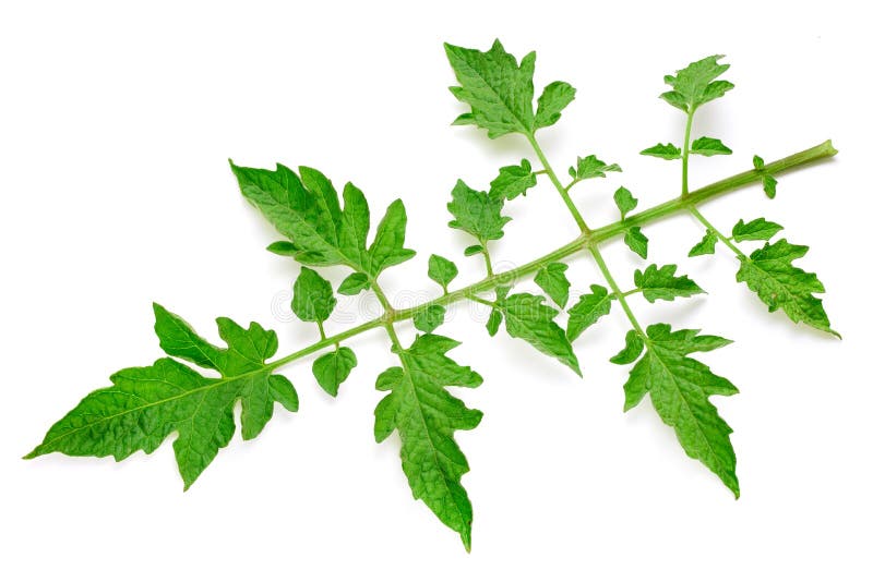 Tomato leaves isolated stock photo. Image of round, vitamin - 124812890