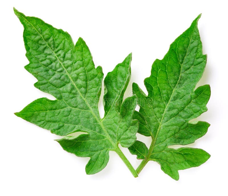 Tomato leaves isolated stock image. Image of ingredient - 124931185