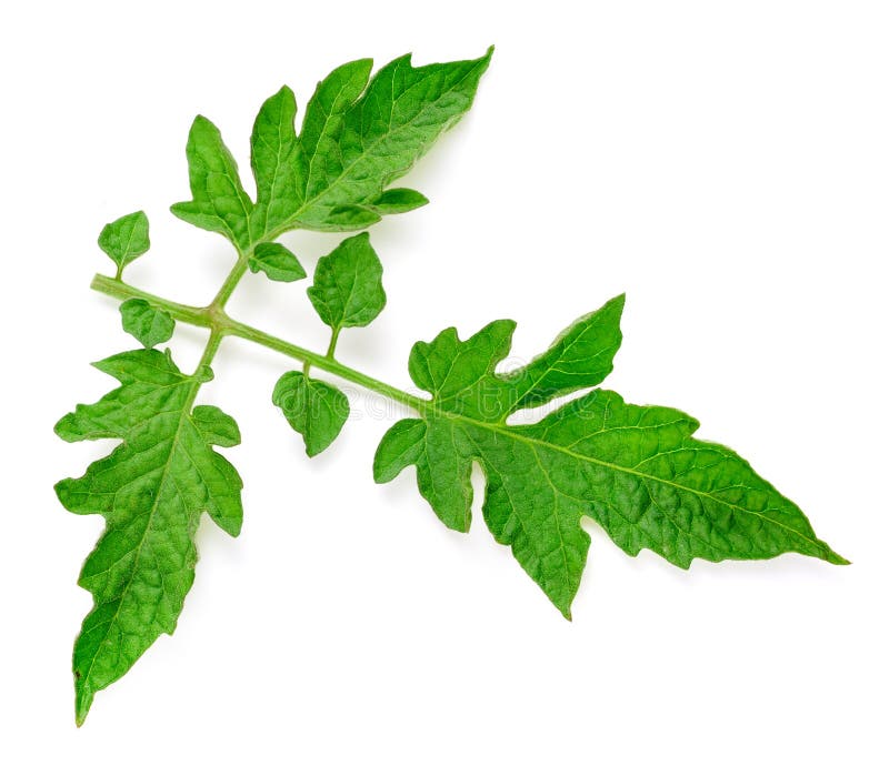 Tomato leaves isolated stock photo. Image of health - 126755726