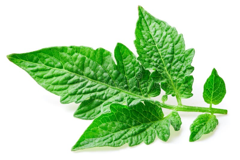 Tomato leaves isolated stock photo. Image of ripe, tomatoes - 134077750