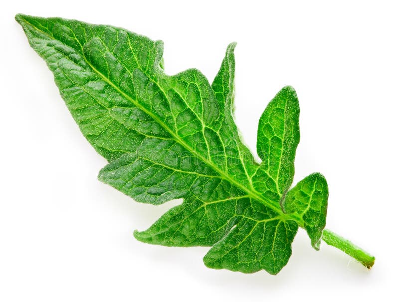 Tomato leaves isolated stock photo. Image of ripe, food - 134848714