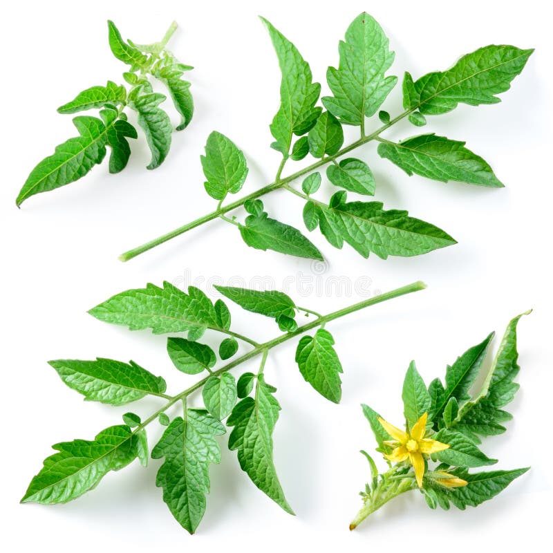 Tomato Leaves Isolated on White, Collection Stock Image - Image of ...