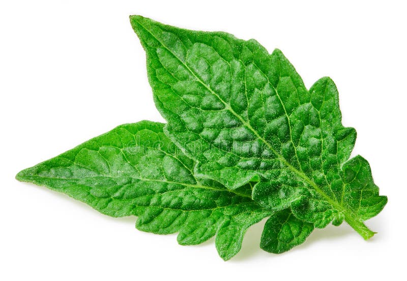 Tomato leaves isolated stock photo. Image of single - 133843678
