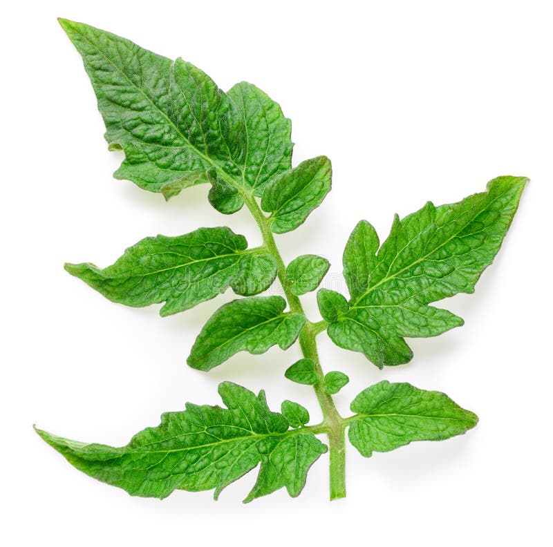 Tomato leaves isolated stock photo. Image of ripe, tomatoes - 134077750