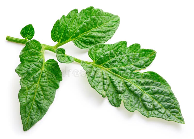 Tomato leaves isolated stock image. Image of fresh, tomatoes - 134604249