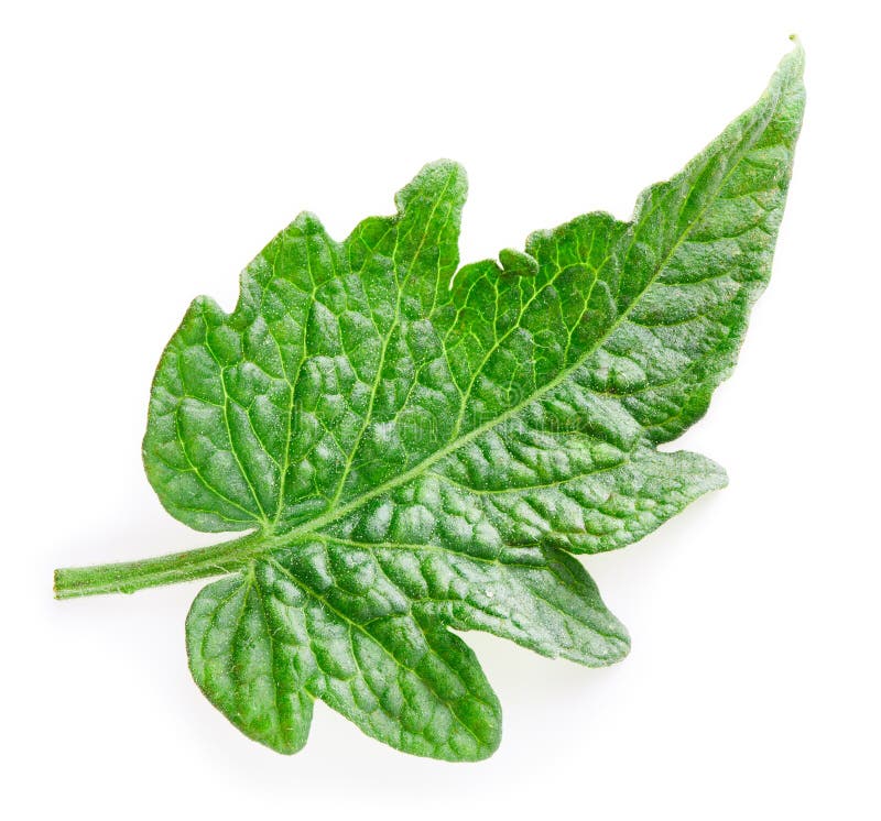 Tomato leaves isolated stock photo. Image of leaf, food - 135601792