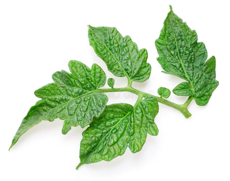 Tomato leaves stock photo. Image of tomatoes, plant - 135773104