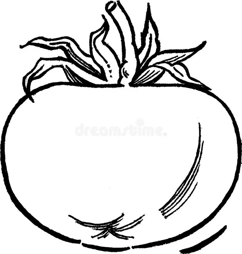 Tomato line art stock illustration. Illustration of drawing - 276849437