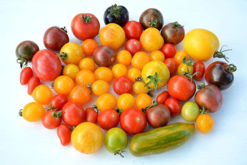 Tomato mix colors stock photo. Image of colorful, vegetable - 63255628
