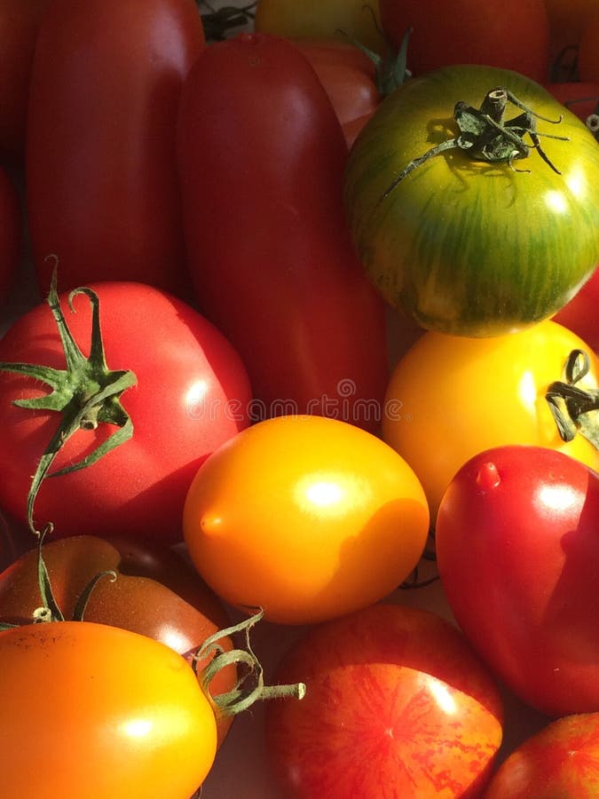 Tomato mix stock image. Image of fresh, growing, multiple - 75753379