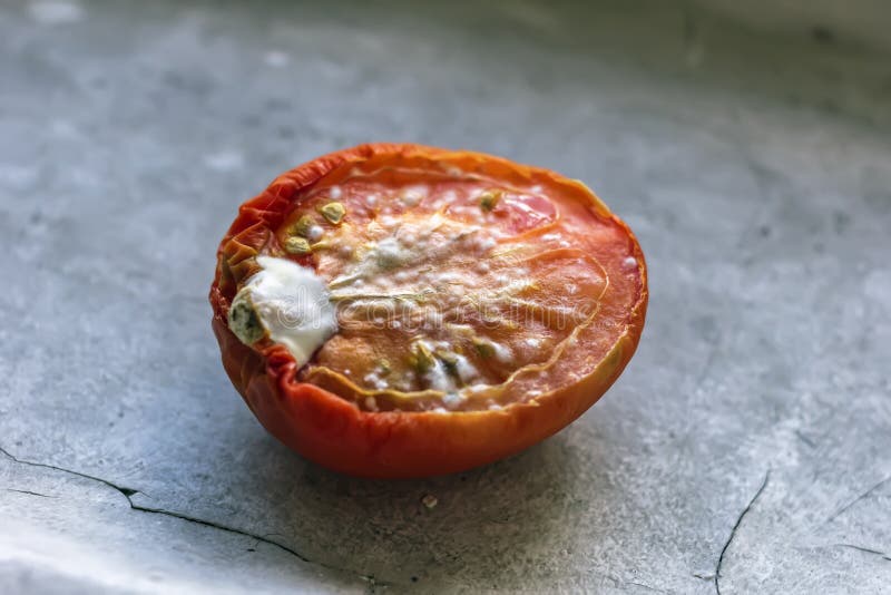 Tomato mold stock photo. Image of rubbish, tasteless - 33383978