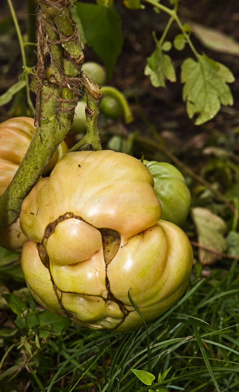 3,960 Mutant Stock Photos - Free & Royalty-Free Stock Photos from ...