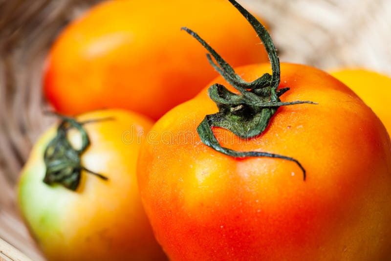 Tomato stock image. Image of vegetarian, macro, nature - 98088477