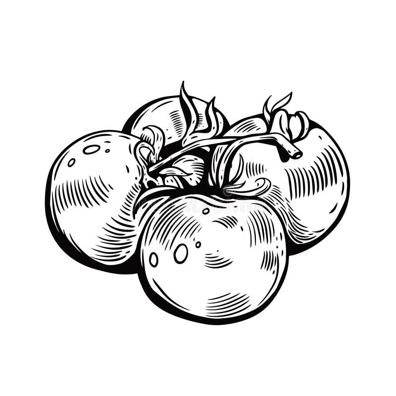 Tomato Outline for Colouring Book Isolated on White Background Stock ... Tomato Outline for Colouring Book Isolated on White Background Stock ...