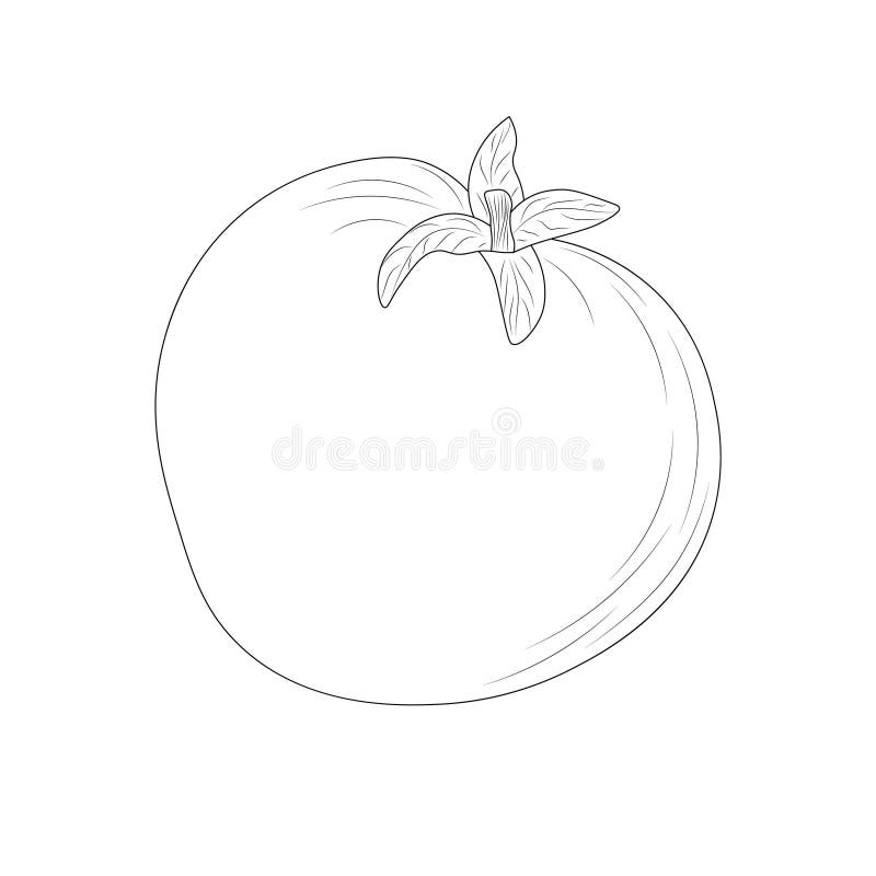 Tomato Outline in Cartoon Style, Tomato Outline for Coloring Isolated ...