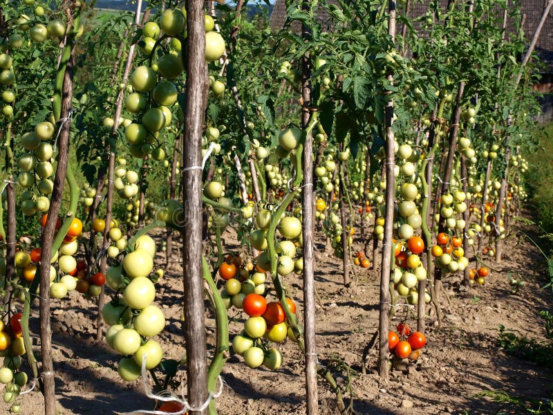 Tomato patch stock image. Image of cluster, diet, growing - 18072699