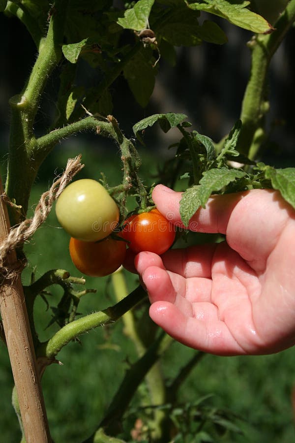 Tomato Picking Picture. Image: 5480448